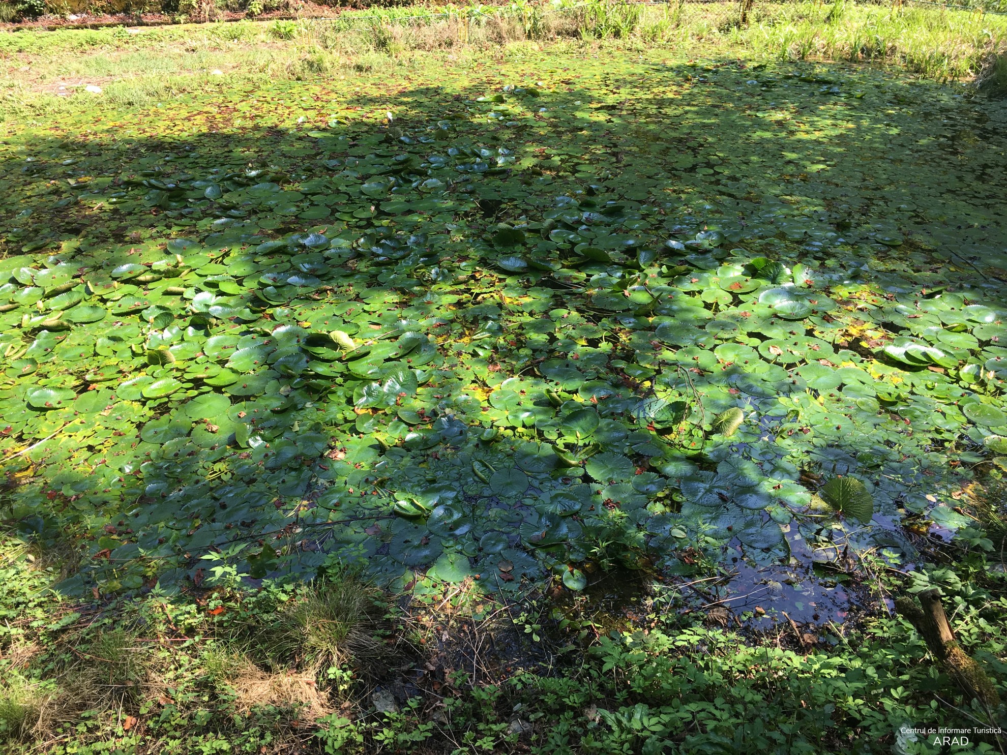 Despre stațiunea Moneasa | CNIPT Arad