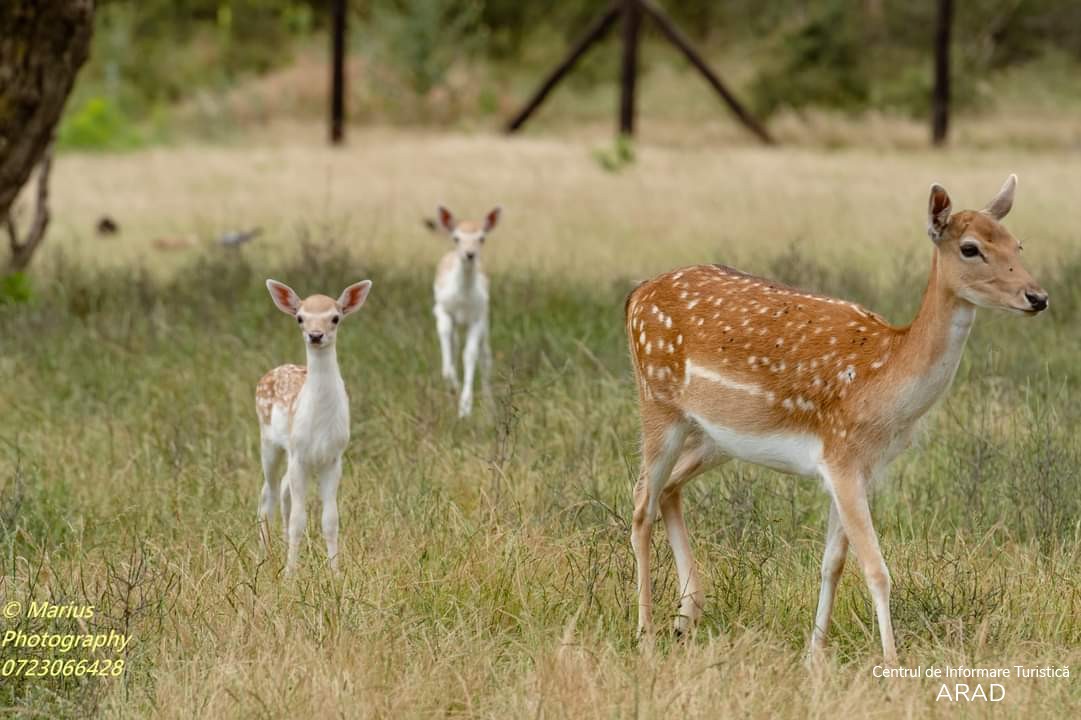 Zoo Land Arad | CNIPT Arad