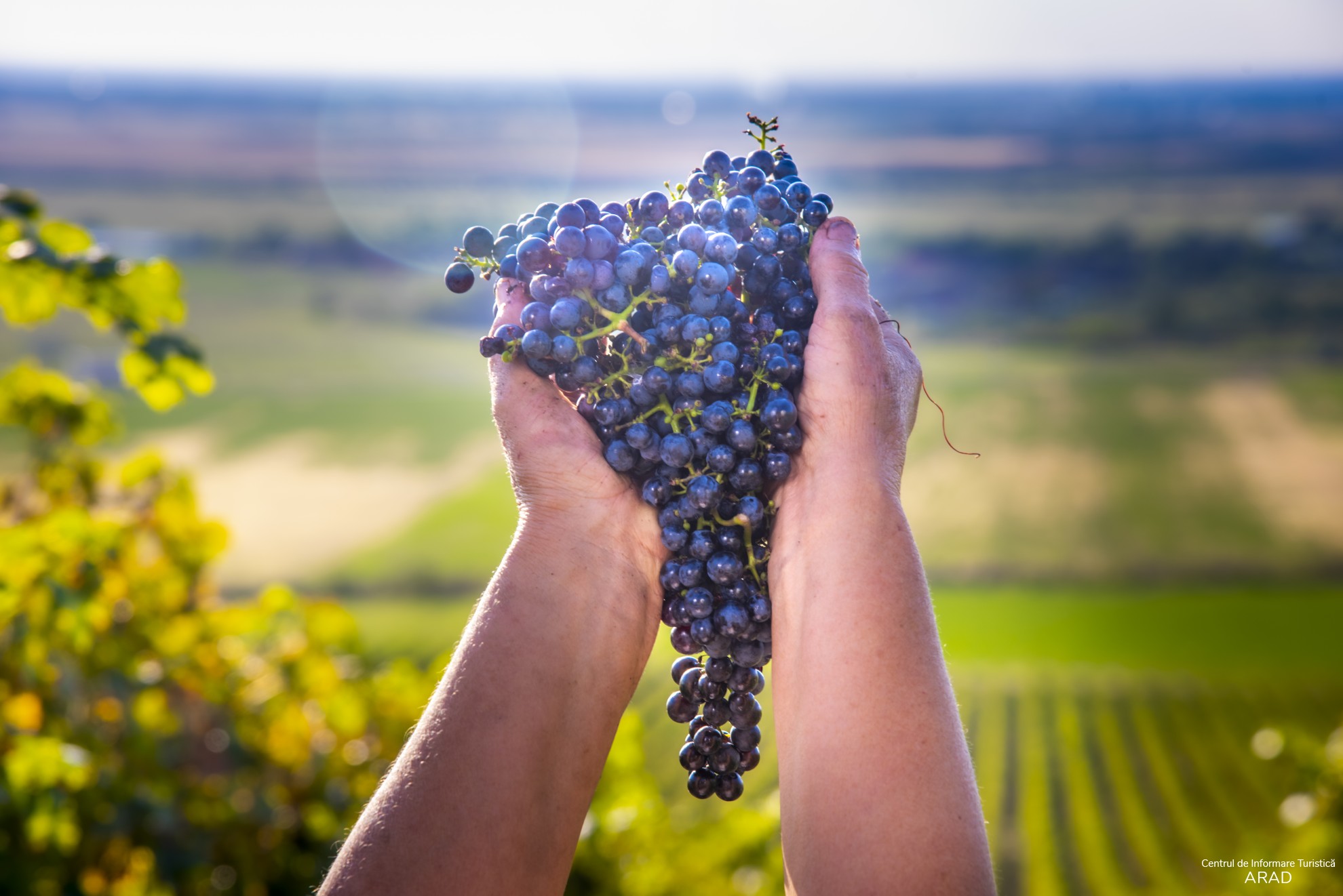 Crama Dradara | CNIPT Arad