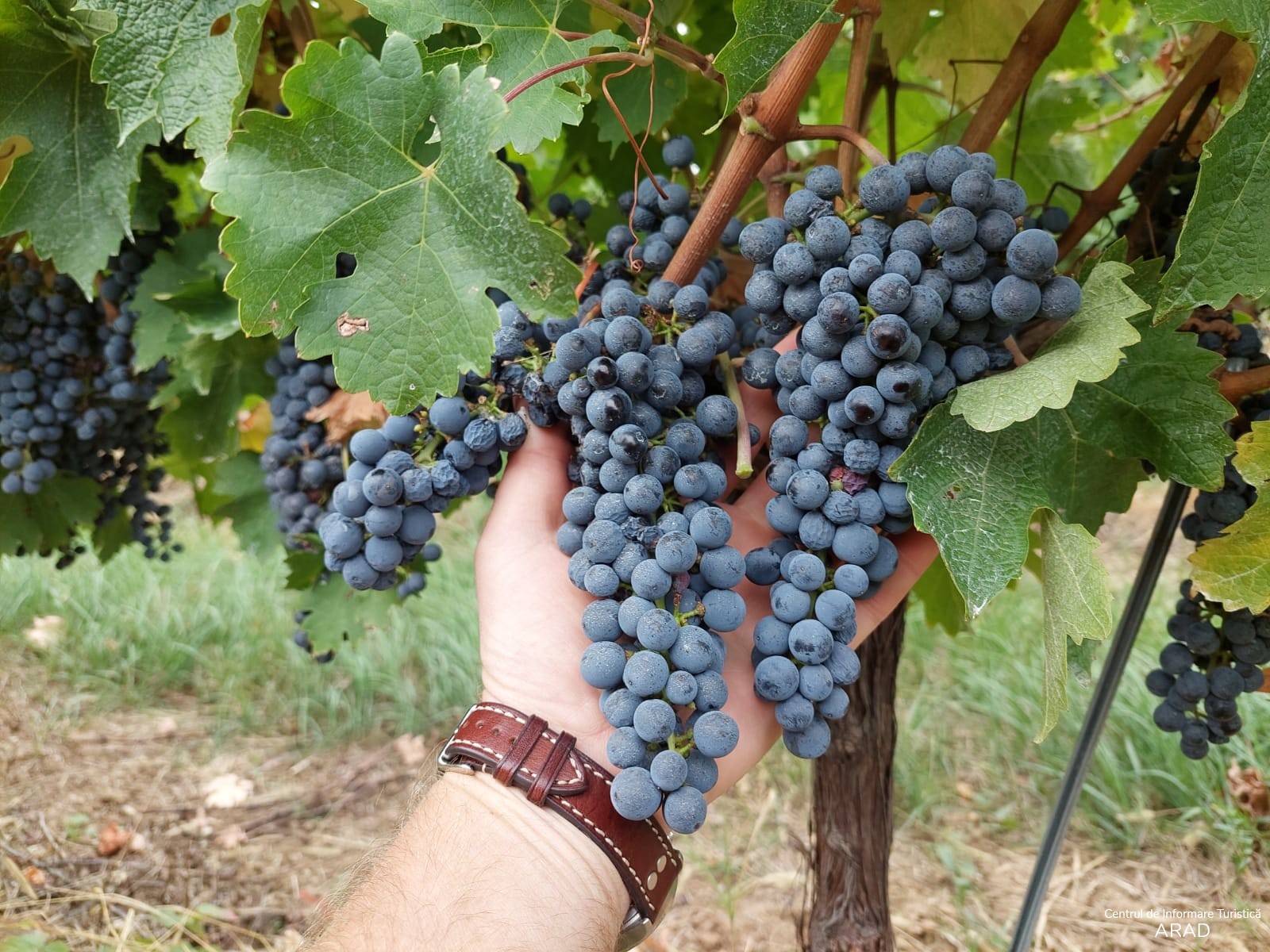 Crama Milo | CNIPT Arad