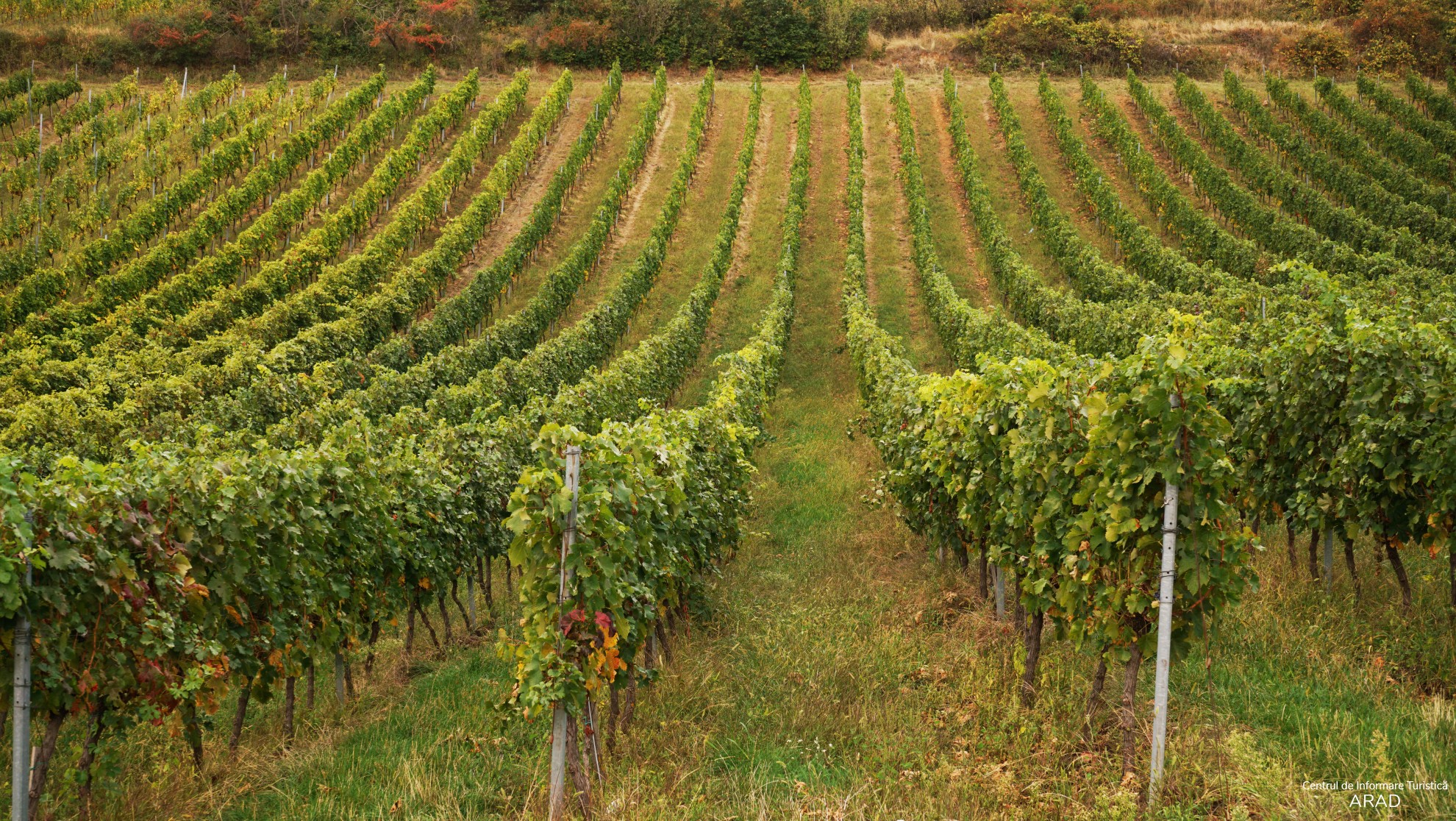 Crama Rab Wine | CNIPT Arad