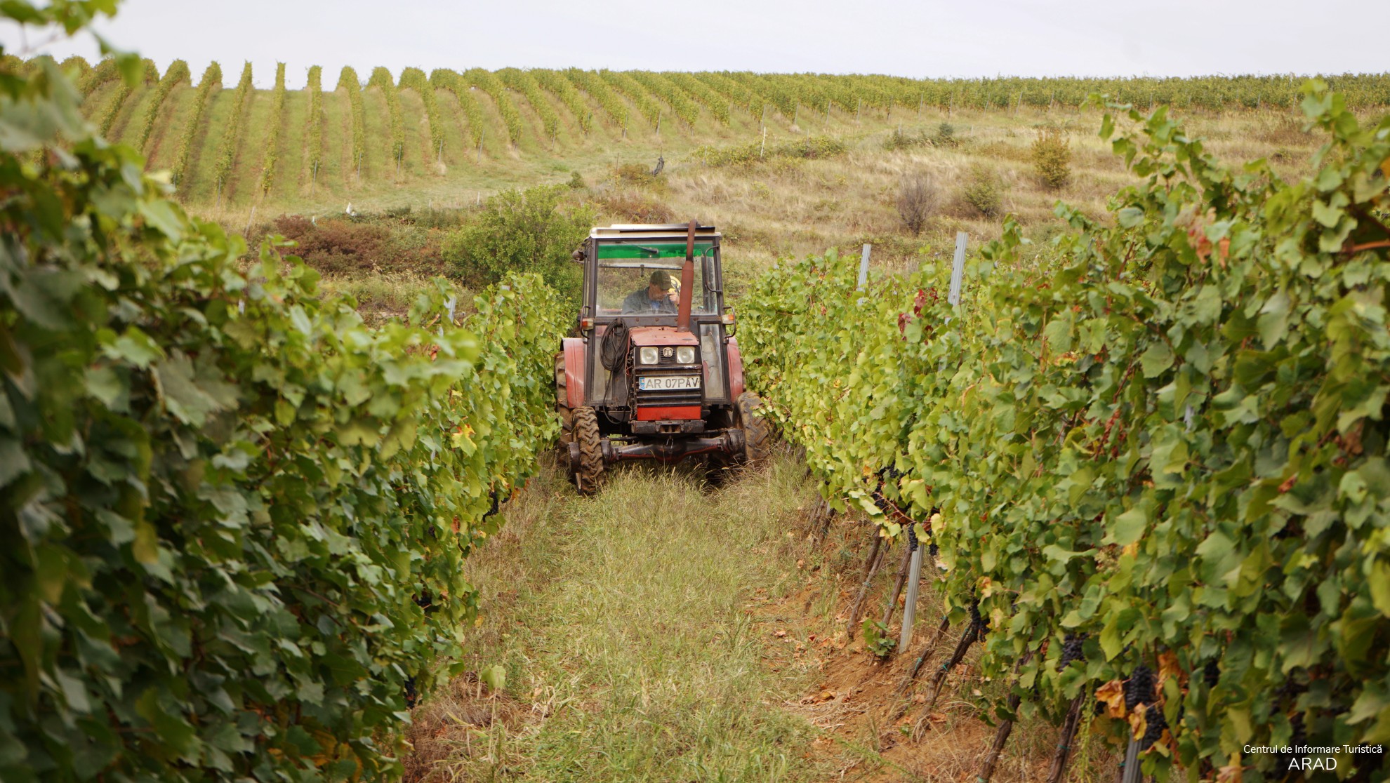 Crama Rab Wine | CNIPT Arad
